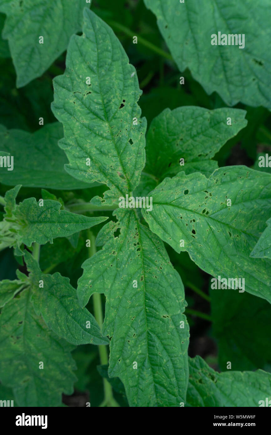 Green sesame leaf growing in the tree white sesame tree agriculture ...
