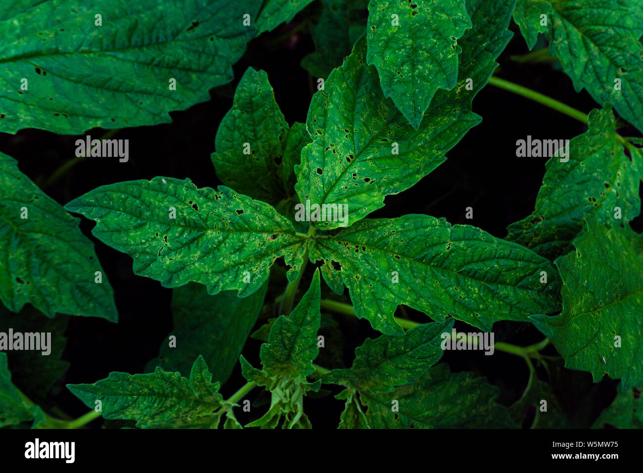 Green sesame leaf growing in the tree white sesame tree agriculture ...