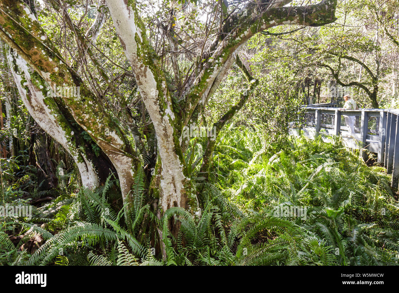 Species of fig native hi-res stock photography and images - Alamy