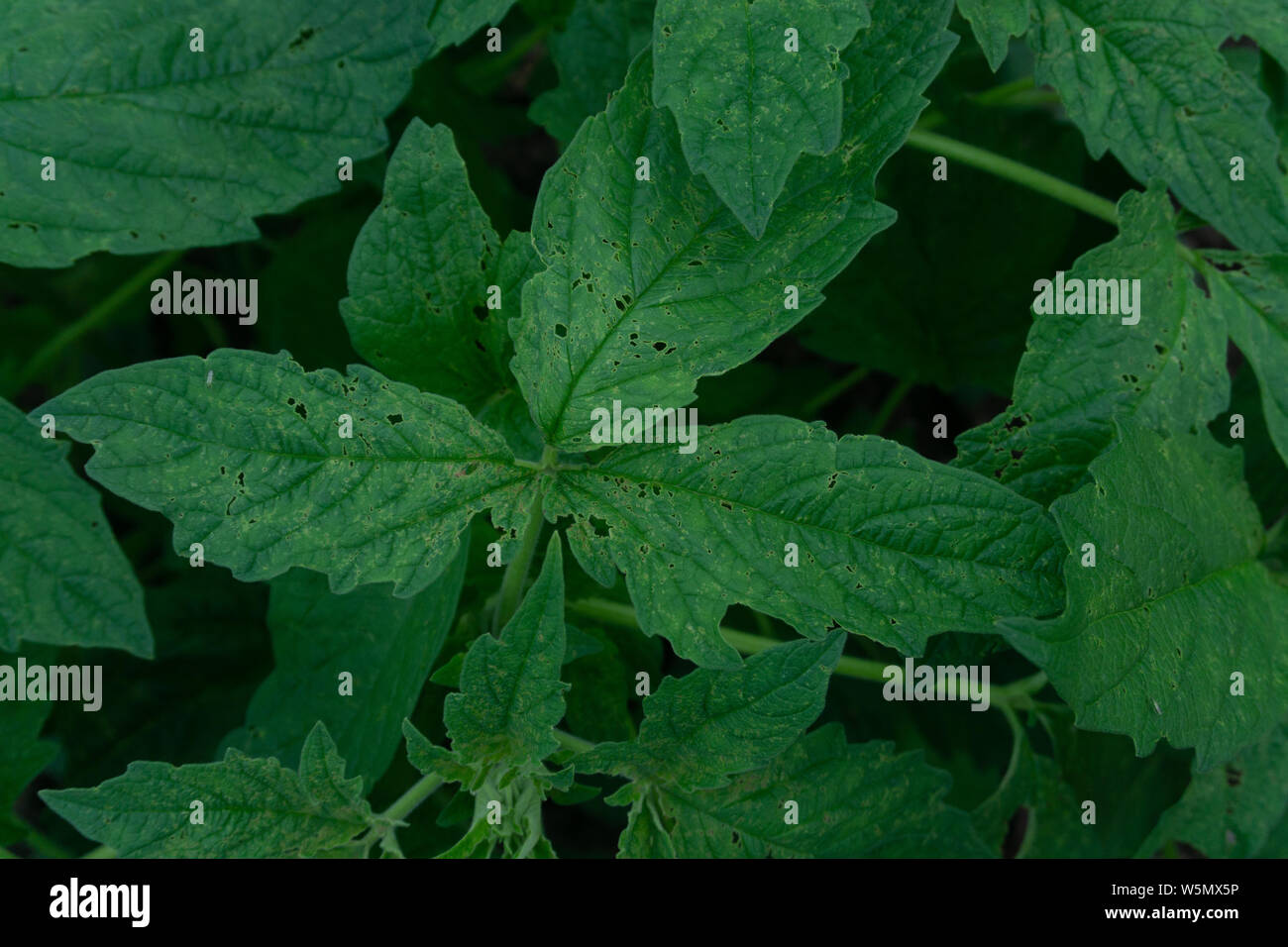 Green sesame leaf growing in the tree white sesame tree agriculture ...