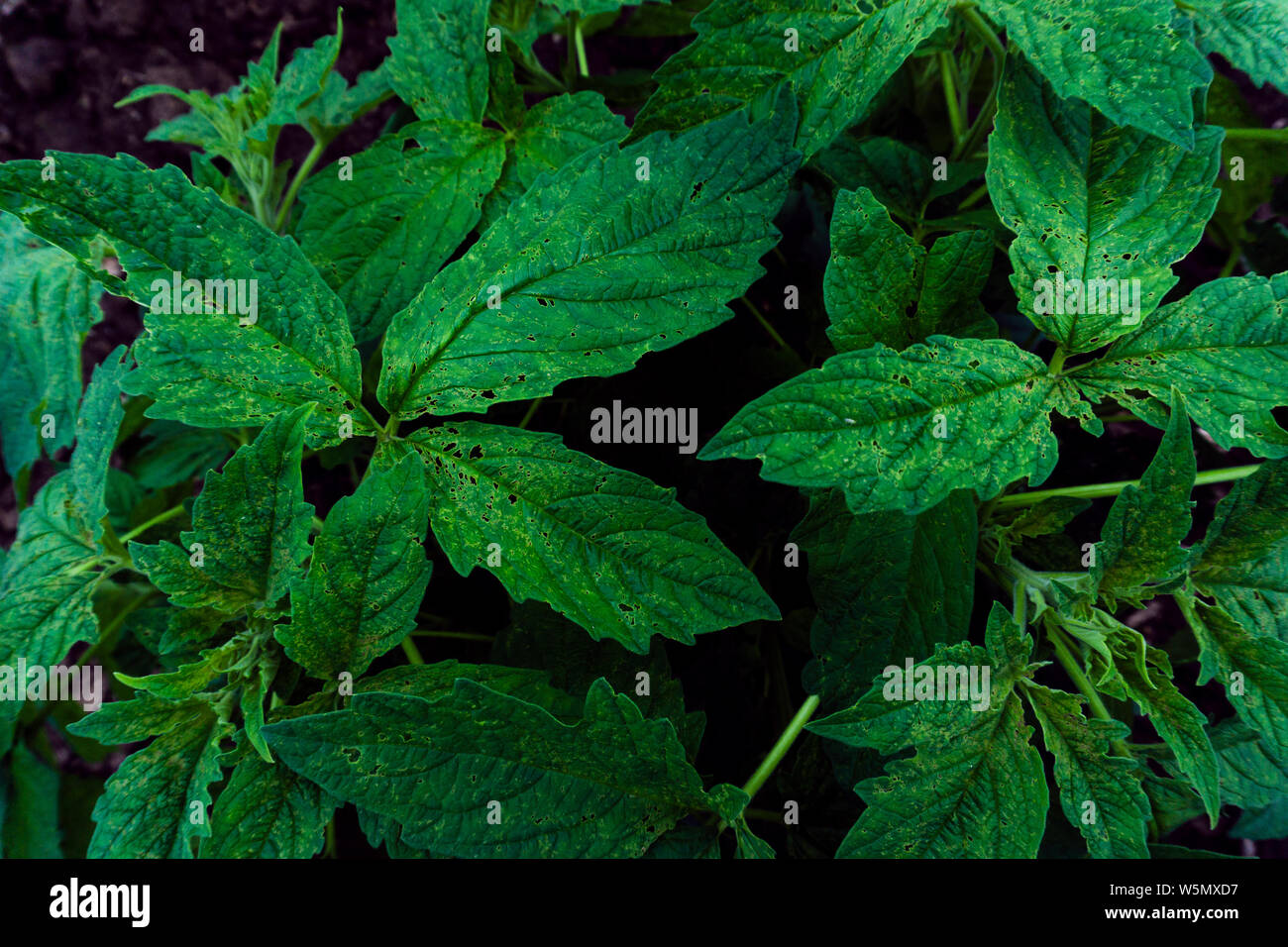 Green sesame leaf growing in the tree white sesame tree agriculture ...