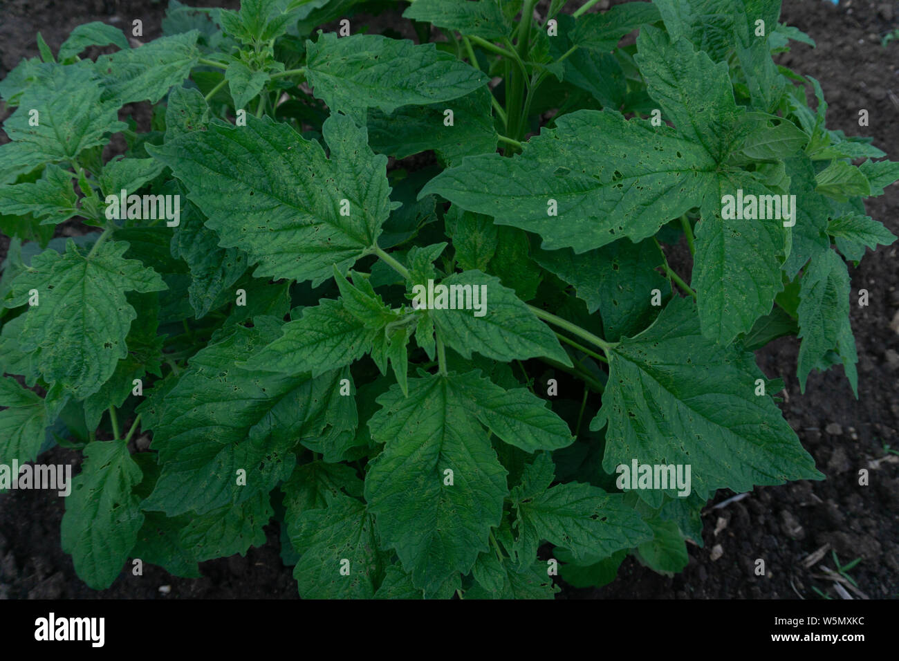Green sesame leaf growing in the tree white sesame tree agriculture ...