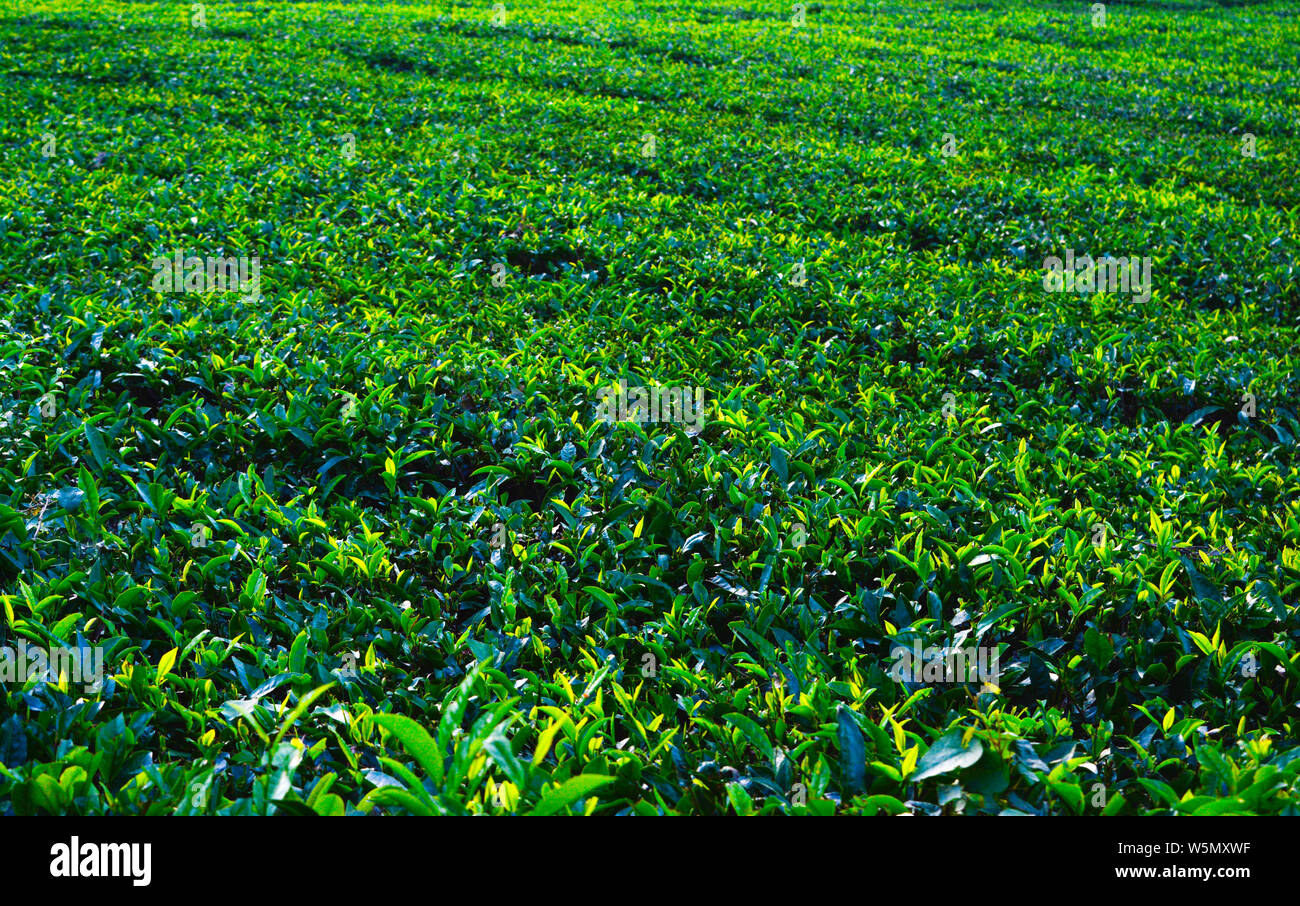 Close up of Fresh Green Tea Leaves Stock Photo - Alamy