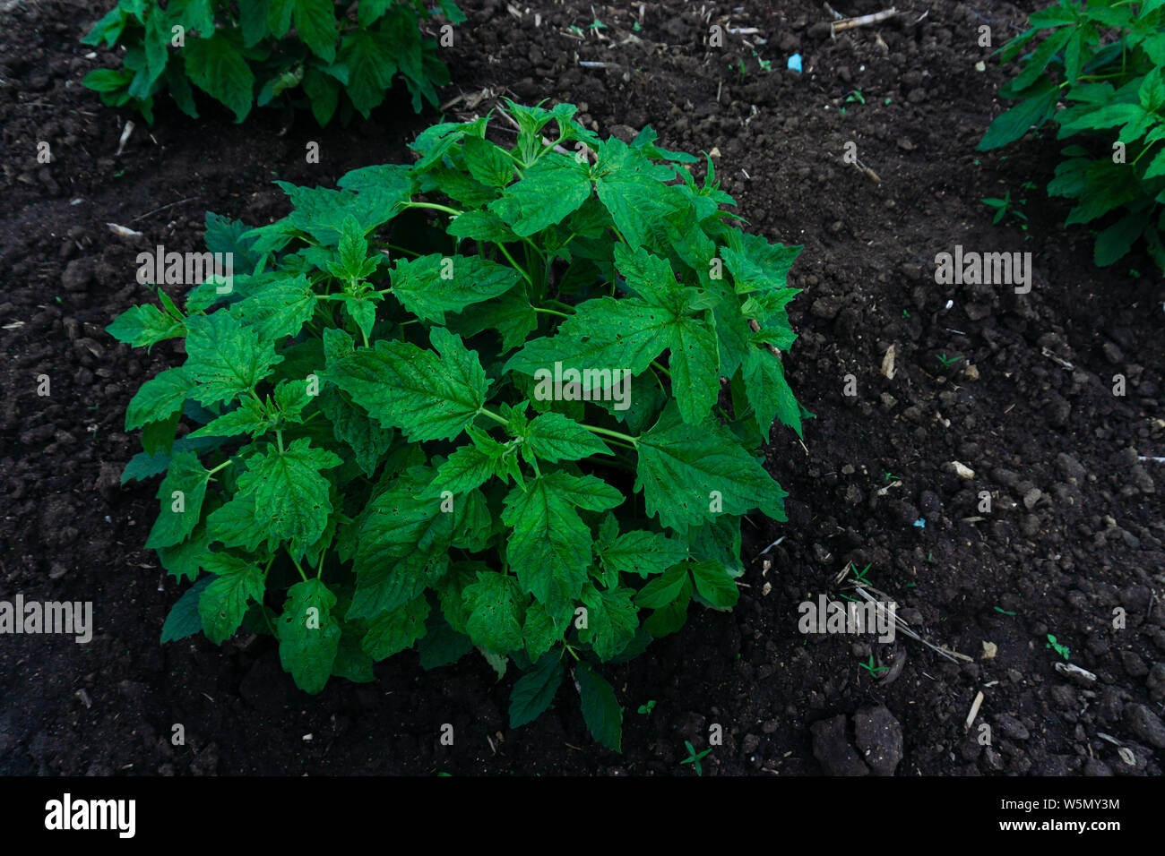 Green sesame leaf growing in the tree white sesame tree agriculture ...