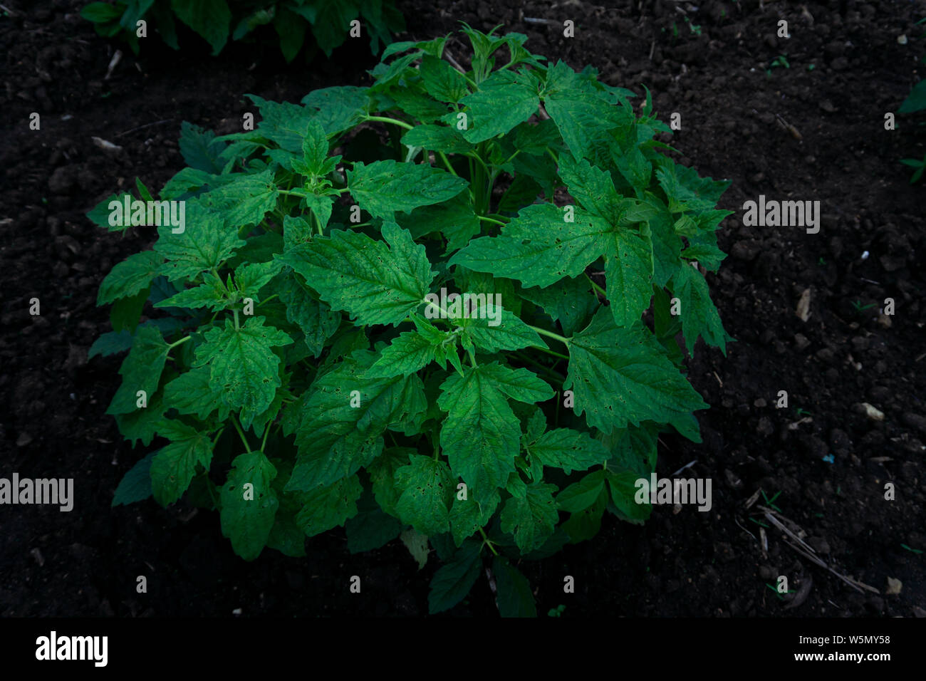 Green sesame leaf growing in the tree white sesame tree agriculture ...