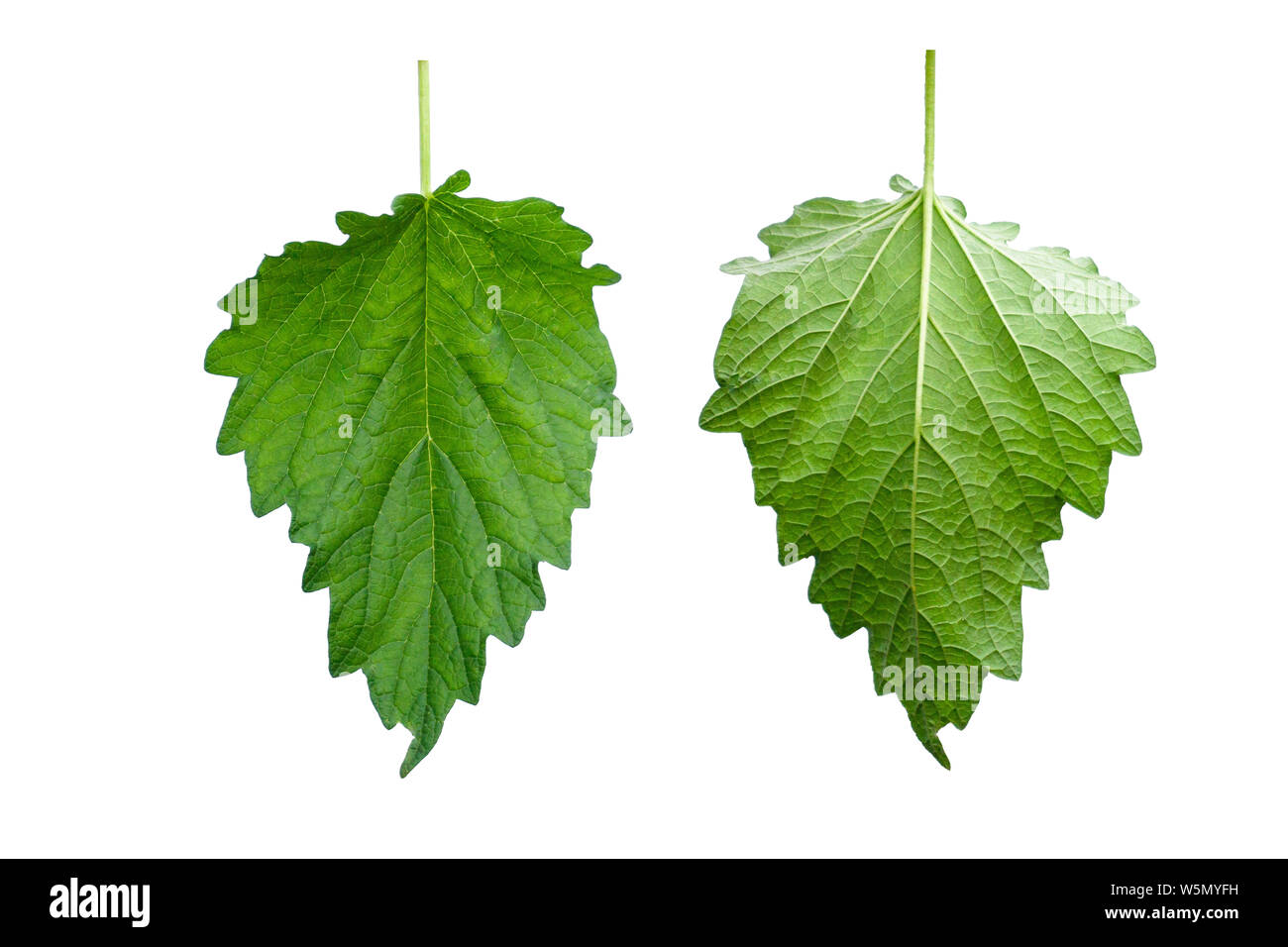 sesame leaves or perilla leaf isolated on white background Stock Photo ...