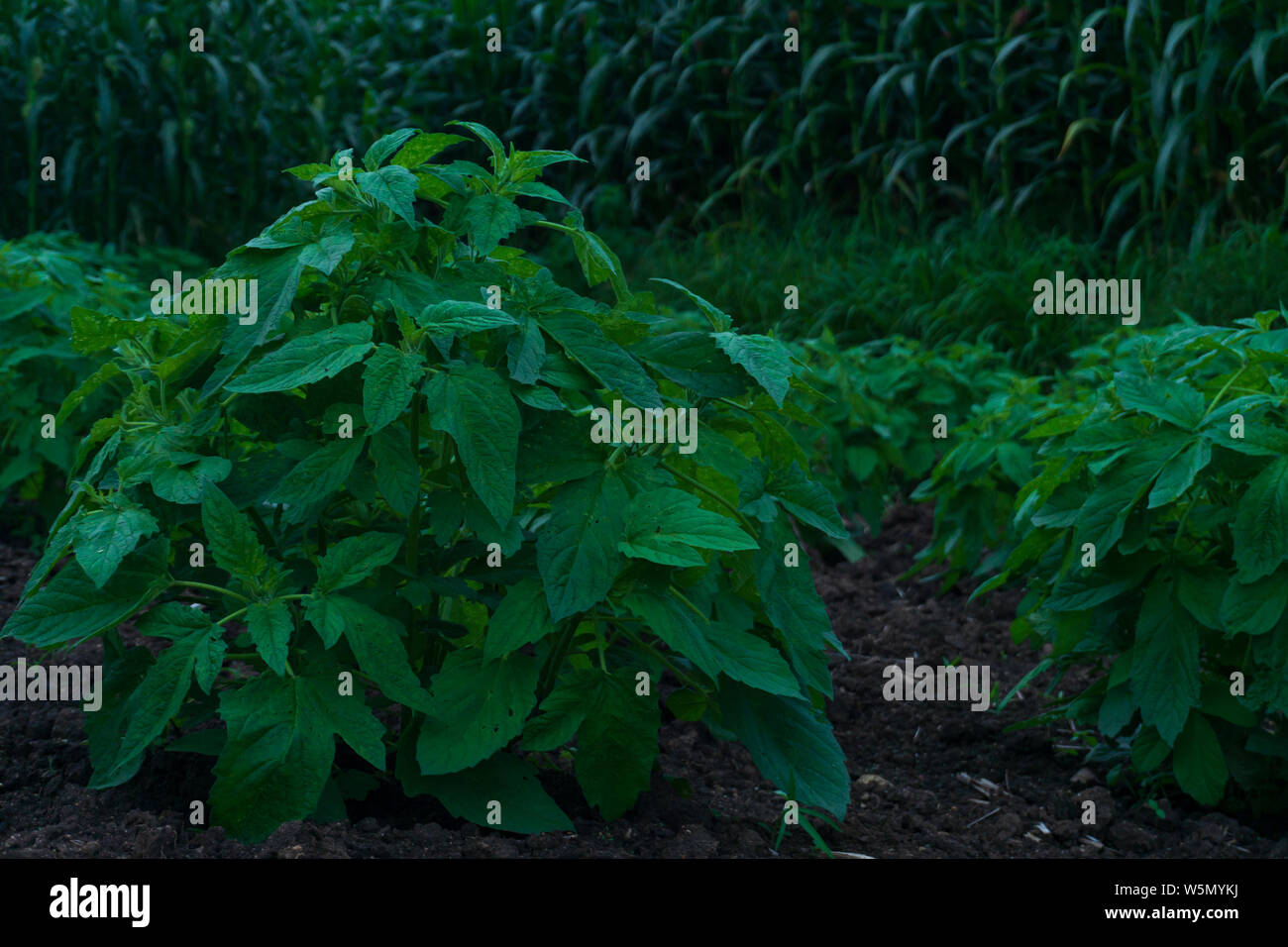 Green sesame leaf growing in the tree white sesame tree agriculture ...