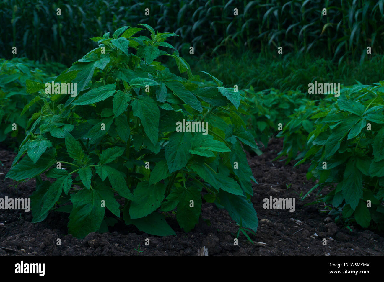 Green sesame leaf growing in the tree white sesame tree agriculture ...