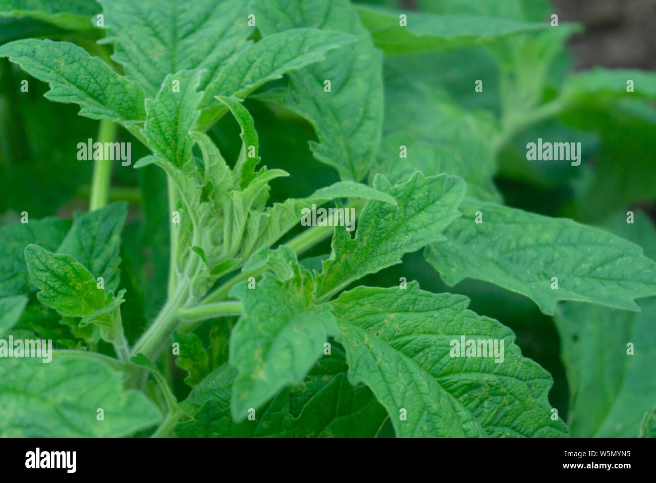 close up leaves sesame tree,Green sesame leaf growing in the tree white ...