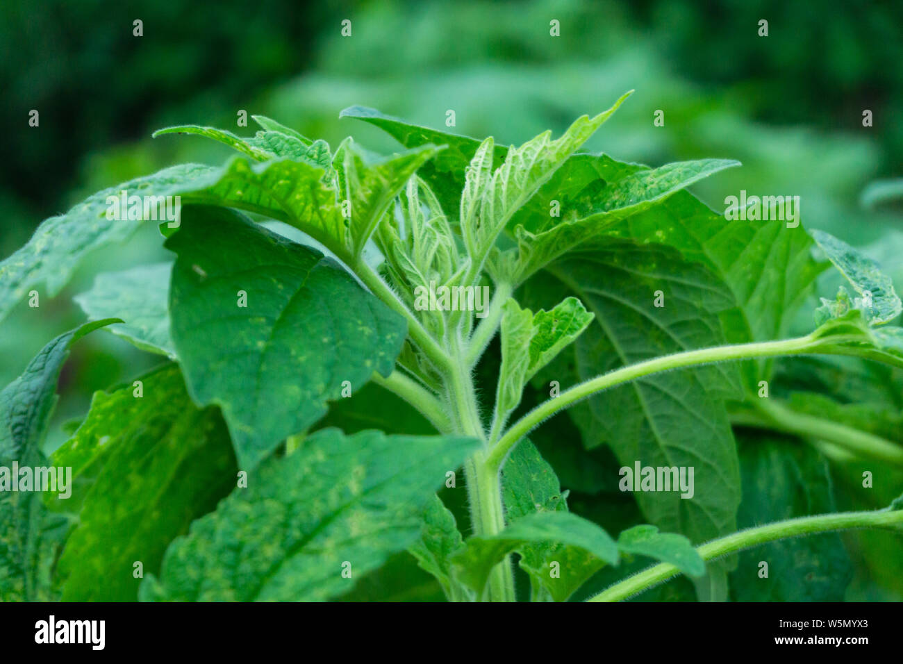 close up leaves sesame tree,Green sesame leaf growing in the tree white ...