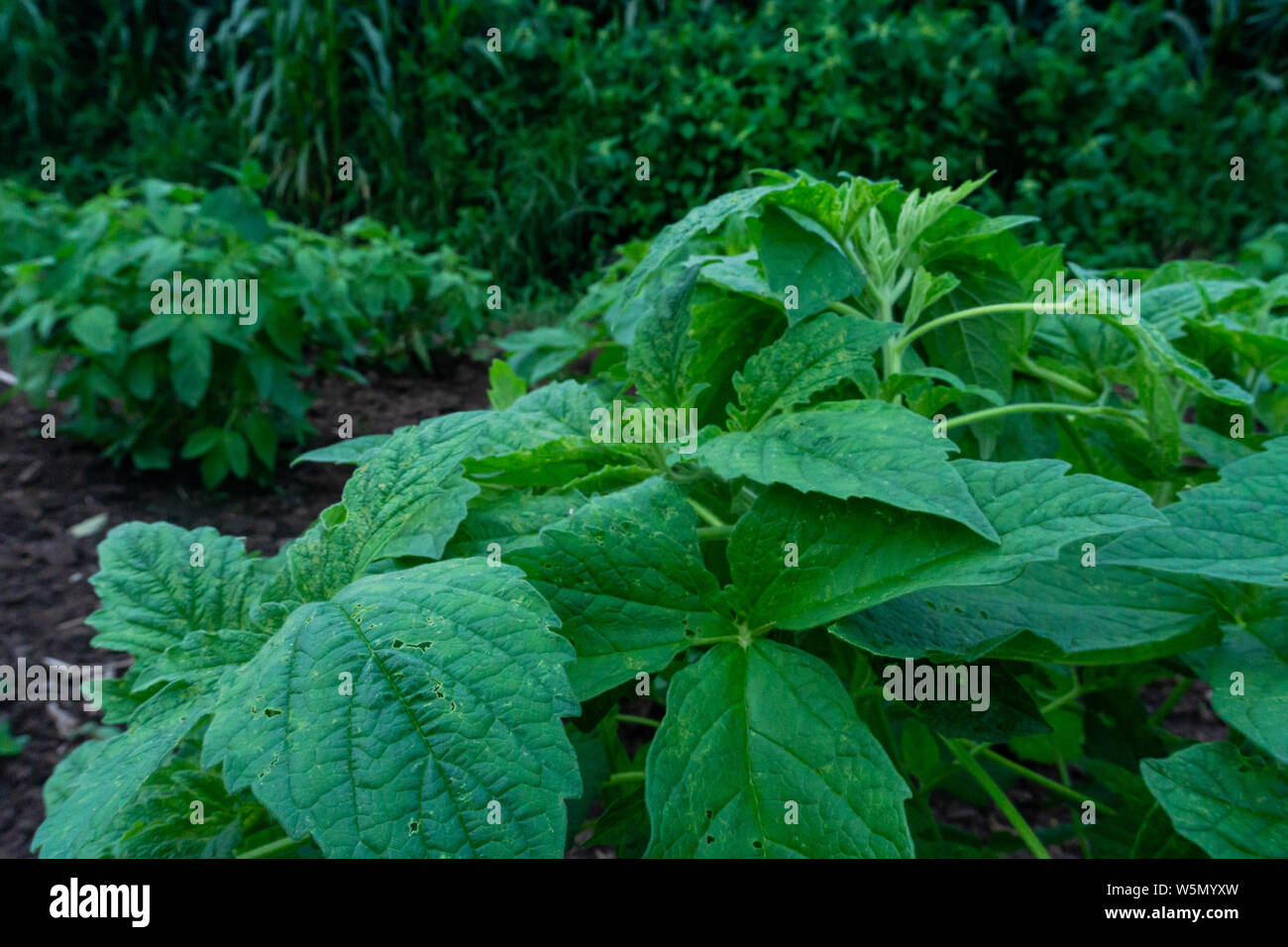 close up leaves sesame tree,Green sesame leaf growing in the tree white ...