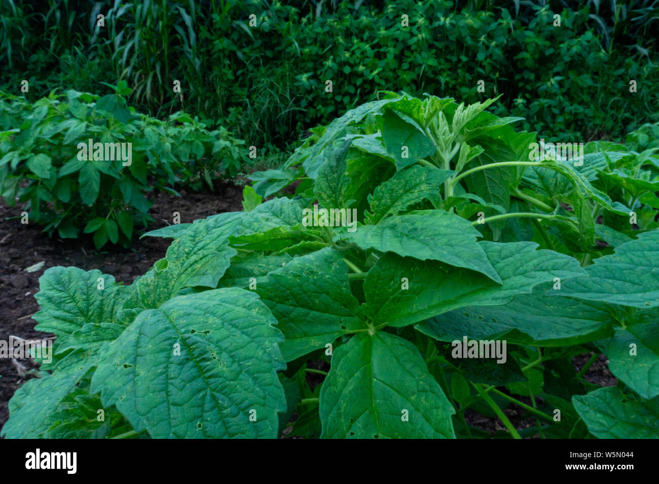 close up leaves sesame tree,Green sesame leaf growing in the tree white ...