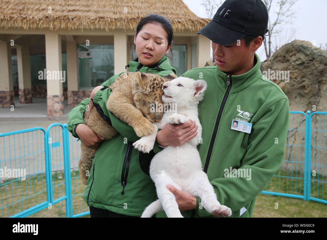 The white lion cub is pictured at the Nantong Forest Safari Park in ...