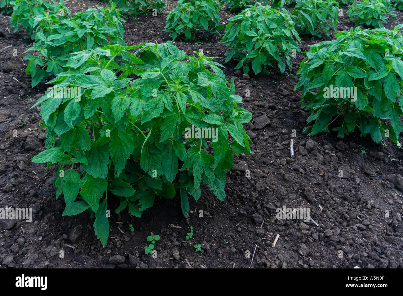close up leaves sesame tree,Green sesame leaf growing in the tree white ...