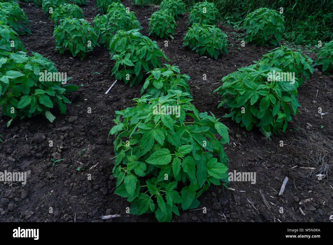 close up leaves sesame tree,Green sesame leaf growing in the tree white ...
