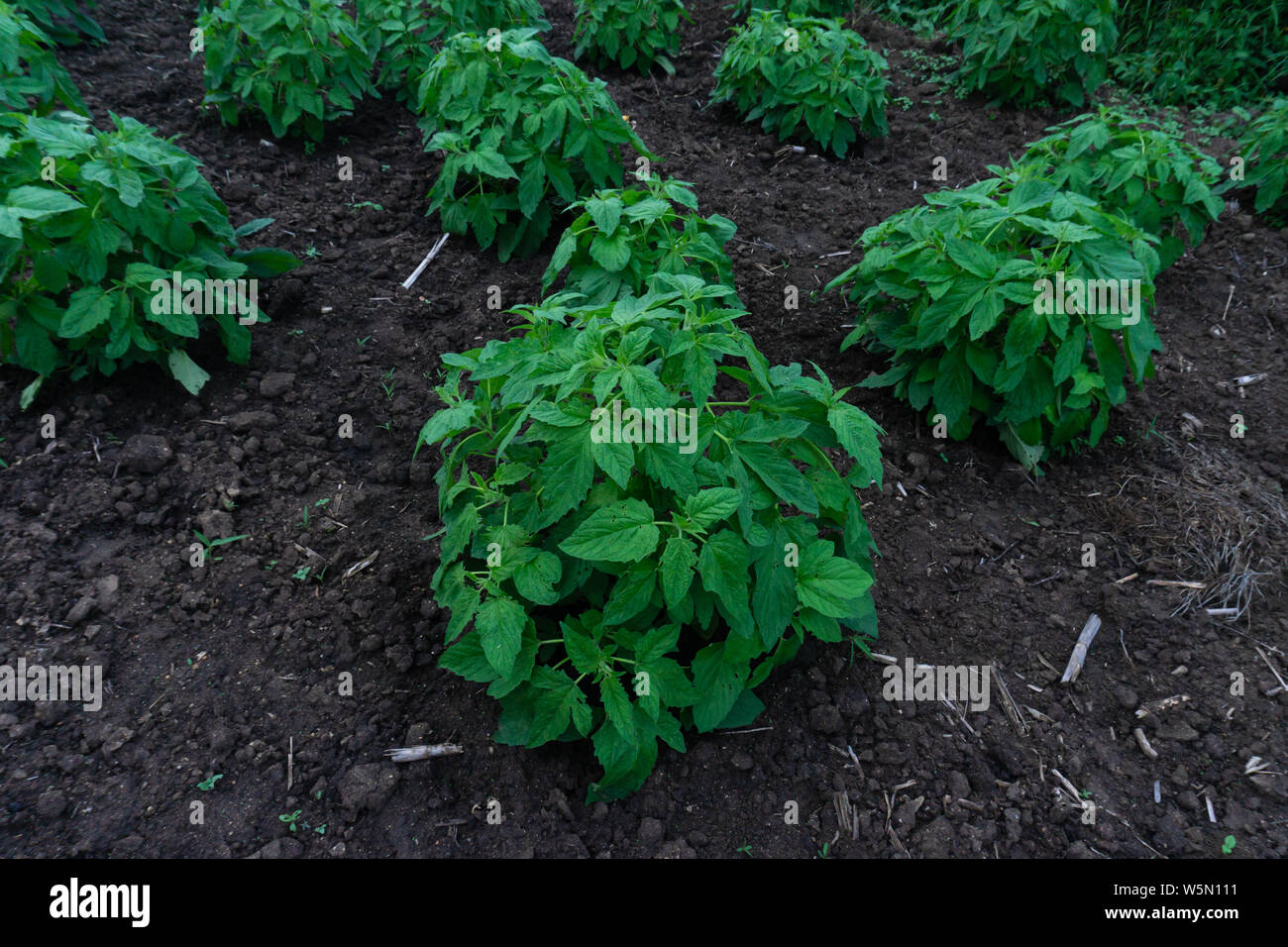close up leaves sesame tree,Green sesame leaf growing in the tree white ...