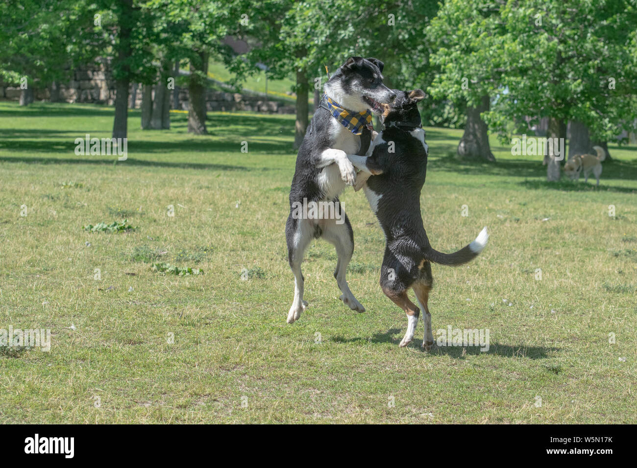 Dogs dancing together Stock Photo - Alamy
