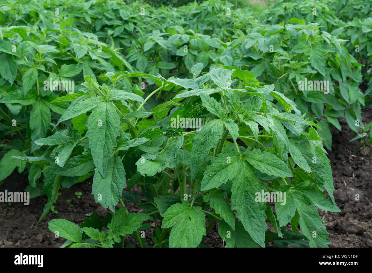 close up leaves sesame tree,Green sesame leaf growing in the tree white ...