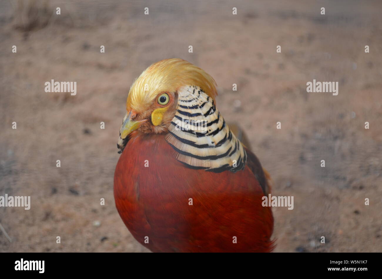 Pheasant breeding hi-res stock photography and images - Alamy