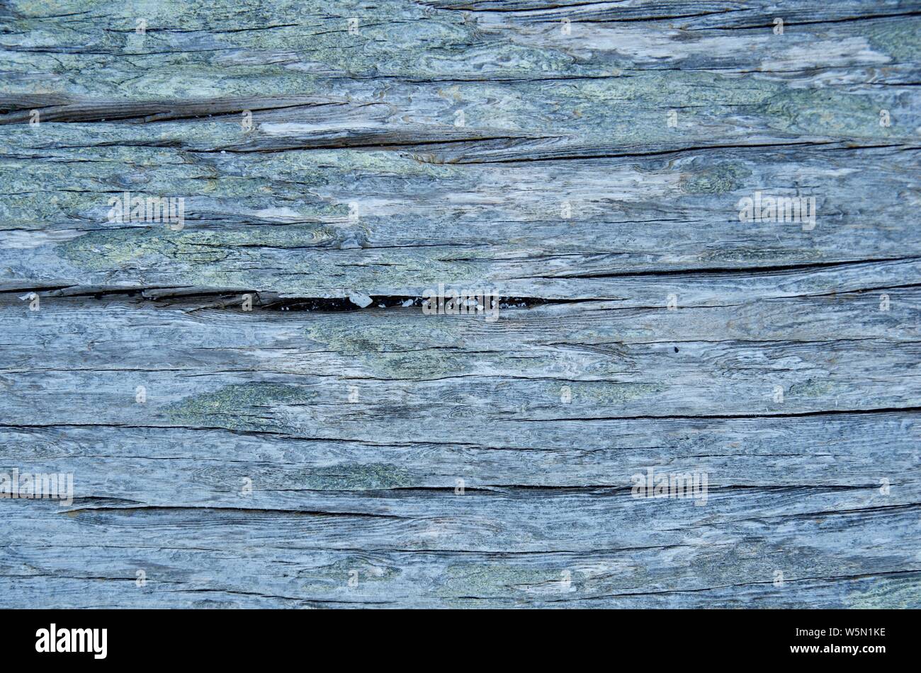 Detail of grey driftwood log showing deep cracks and straight pattern ...