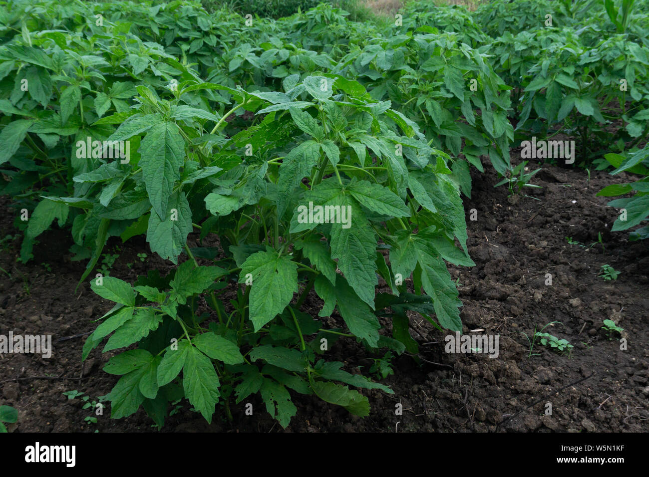 close up leaves sesame tree,Green sesame leaf growing in the tree white ...