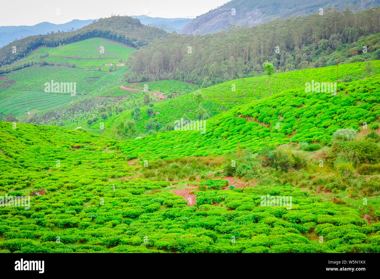 Beautiful Green Tea plantation, Munnar, India Stock Photo - Alamy
