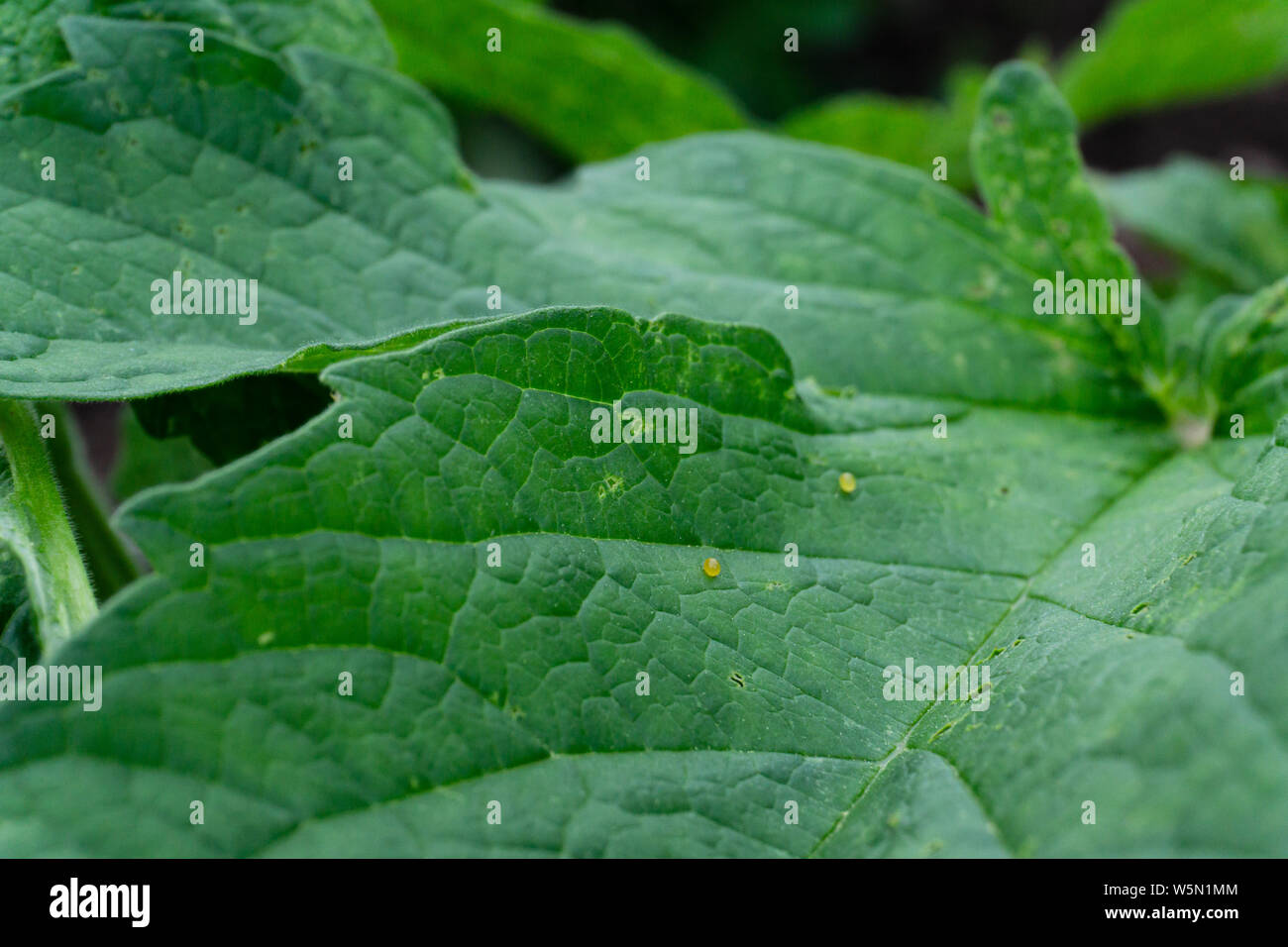 close up green sesame leaf growing in the tree white sesame tree ...