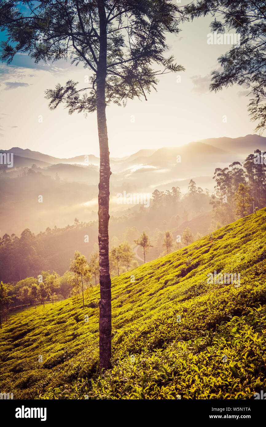 Misty Tea Plantation in Evening Stock Photo - Alamy