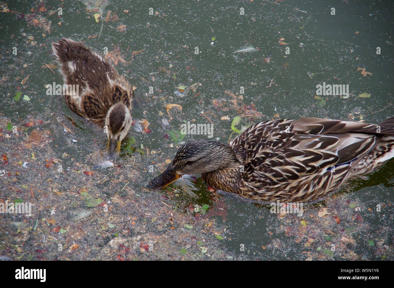 Dallas road victoria bc hi-res stock photography and images - Alamy