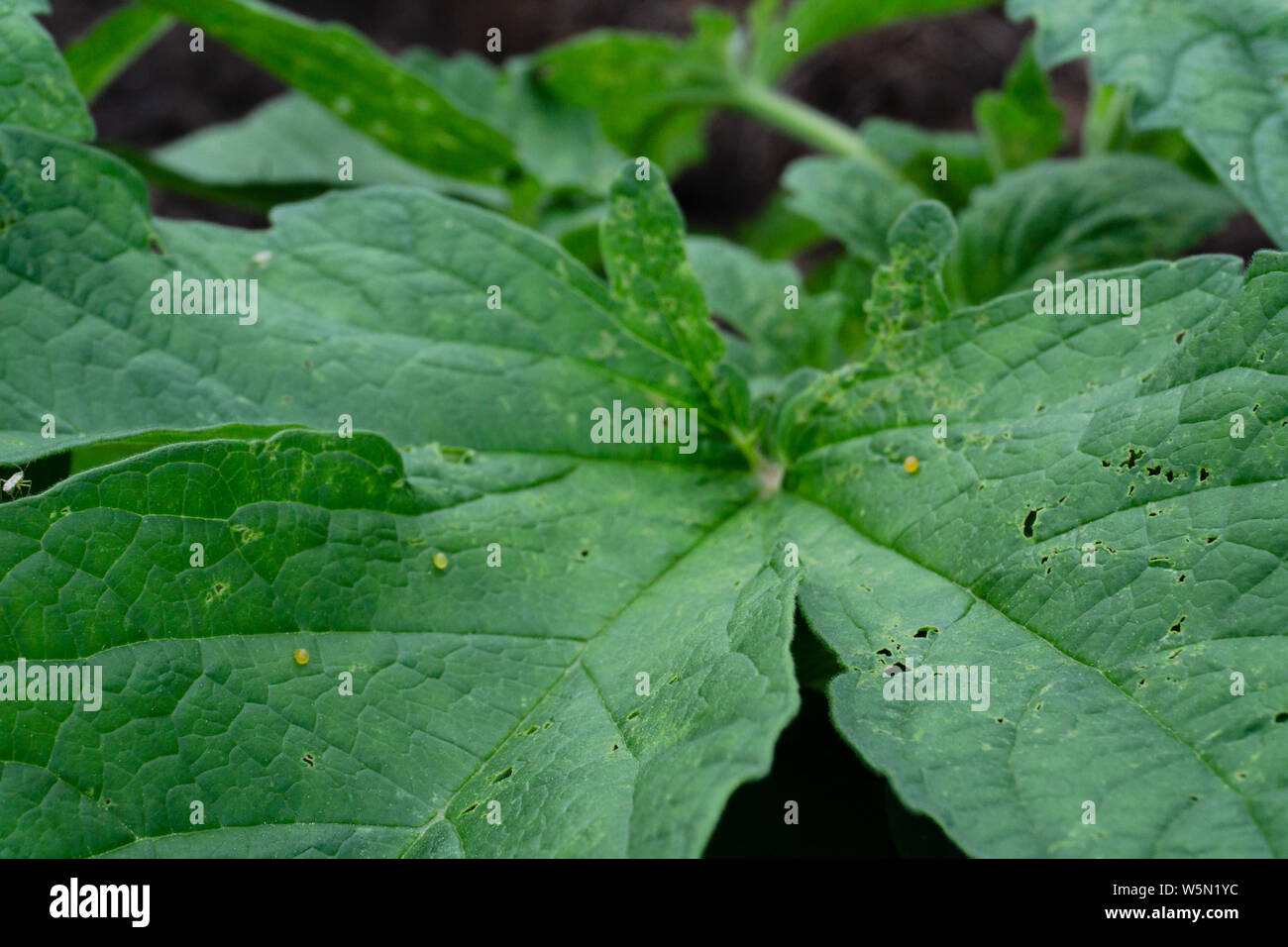 close up green sesame leaf growing in the tree white sesame tree ...
