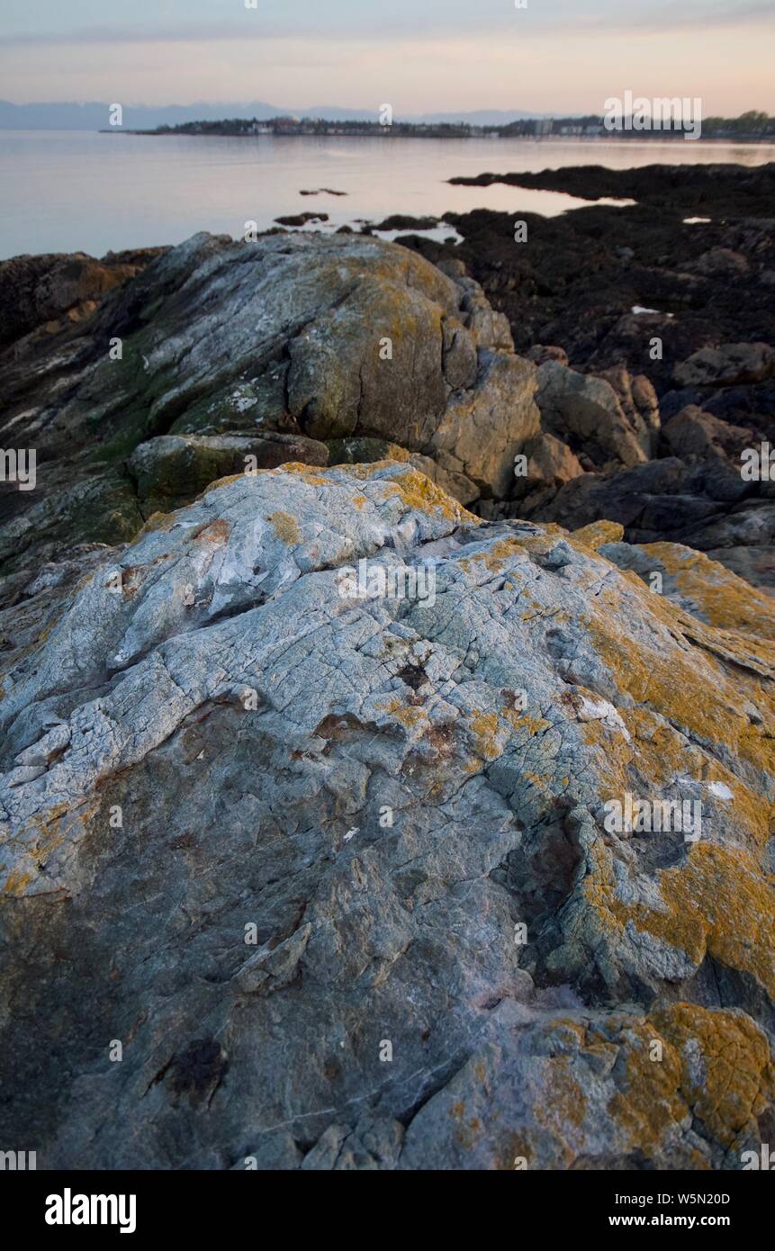 Colorful algae covered rocks on shore at sunset, Cattle Point, British ...