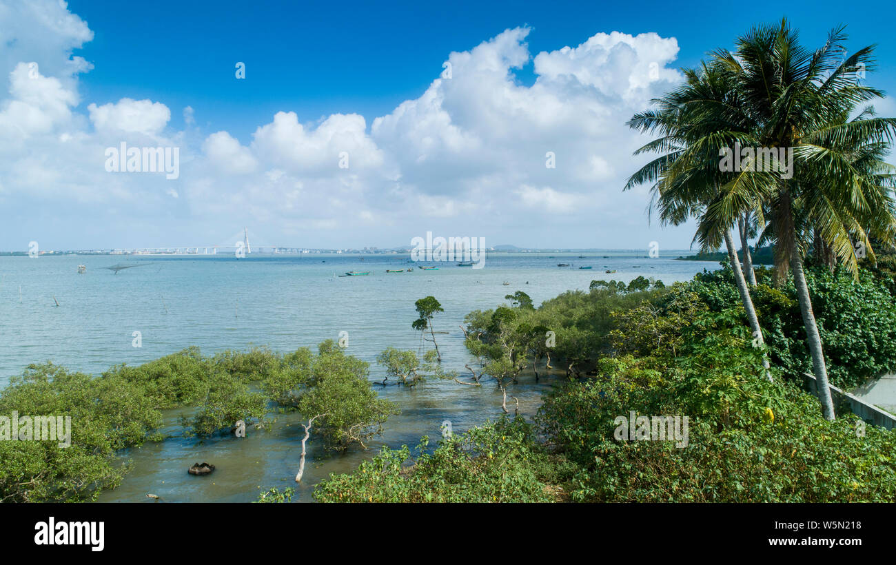 Mangrove nature reserve china hi-res stock photography and images - Alamy