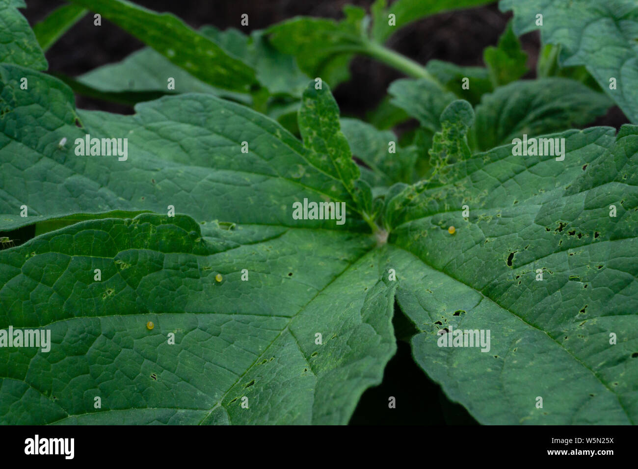 close up green sesame leaf growing in the tree white sesame tree ...