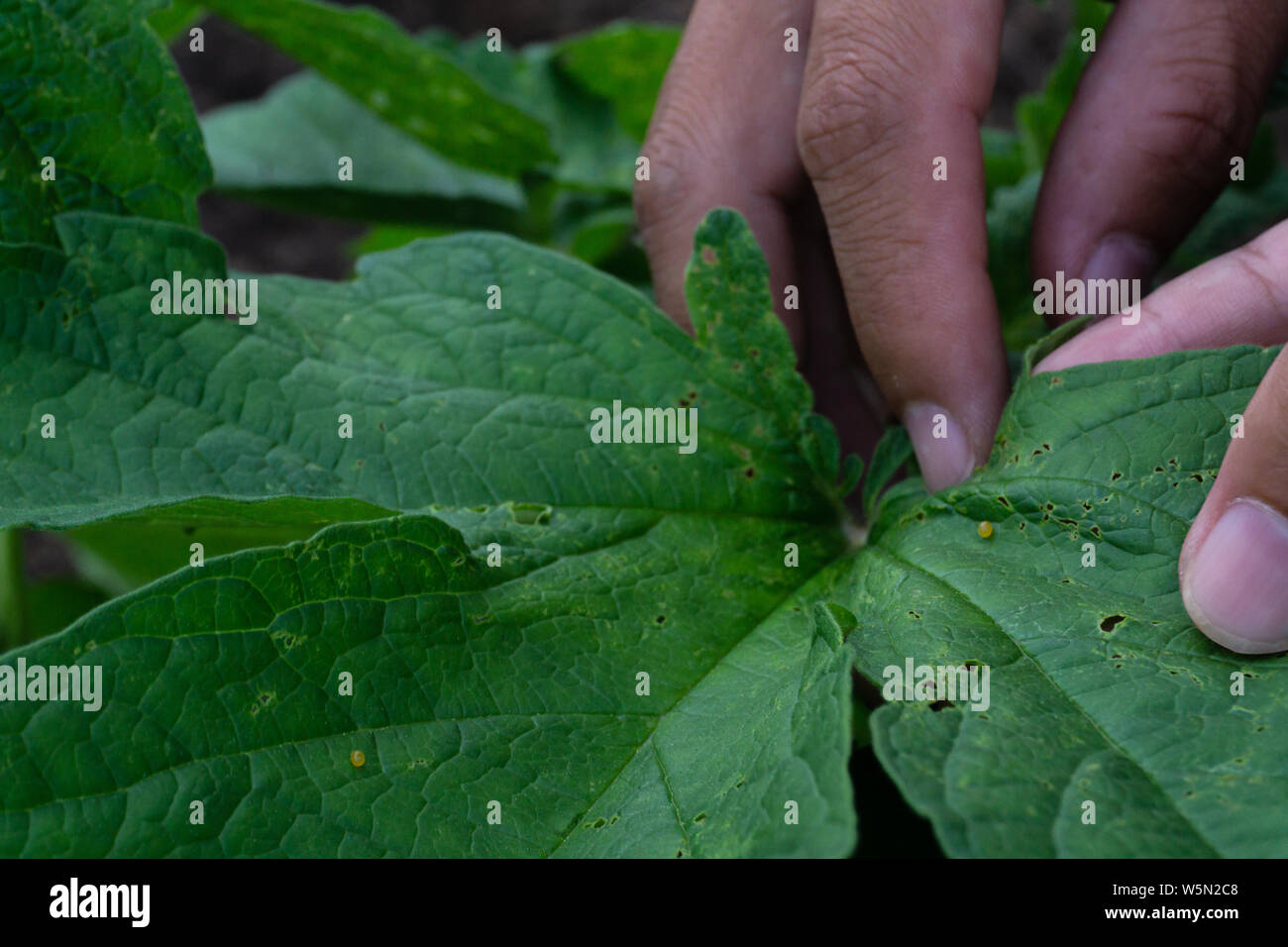 close up green sesame leaf growing in the tree white sesame tree ...