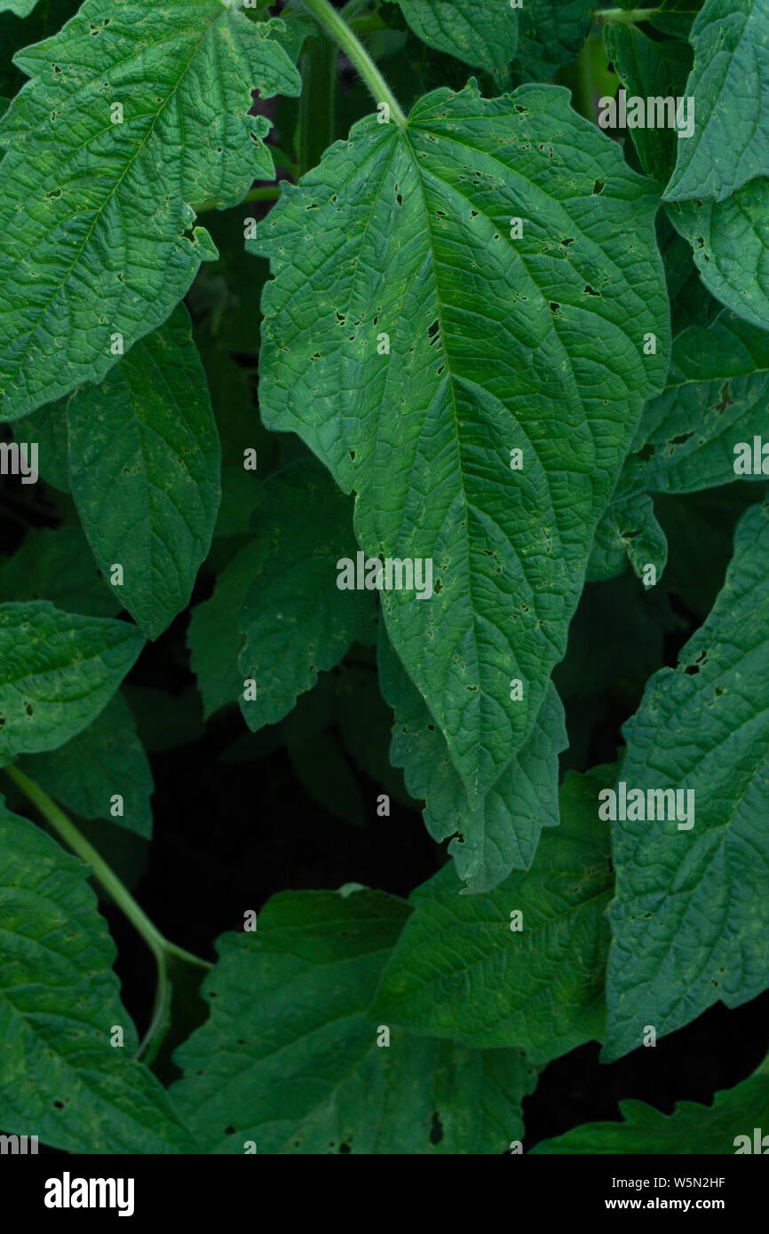 close up green sesame leaf growing in the tree white sesame tree ...