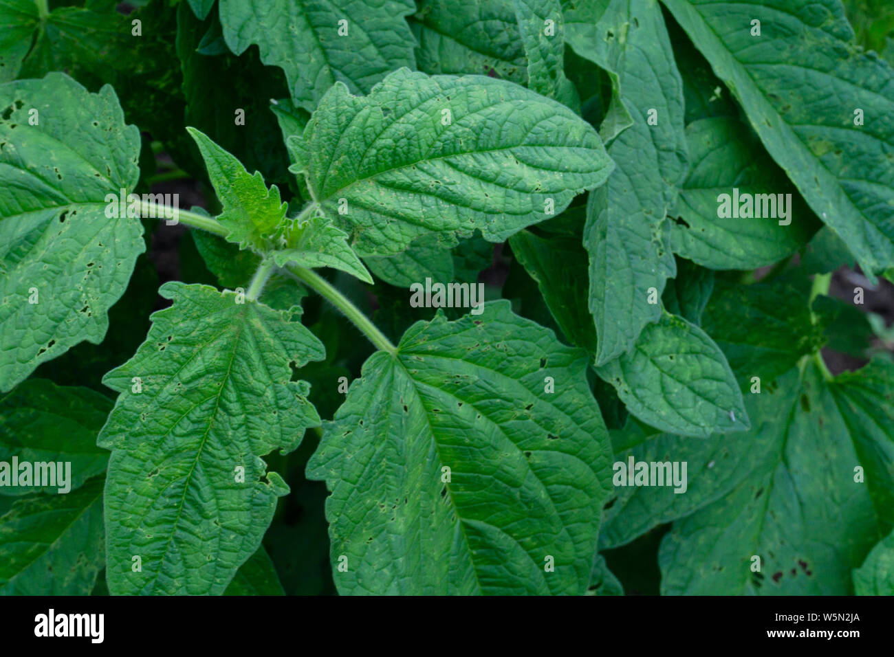close up green sesame leaf growing in the tree white sesame tree agriculture plant,perilla ...