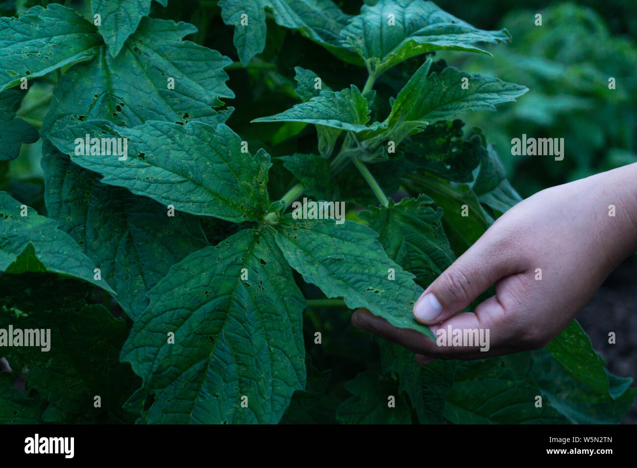 close up green sesame leaf growing in the tree white sesame tree ...