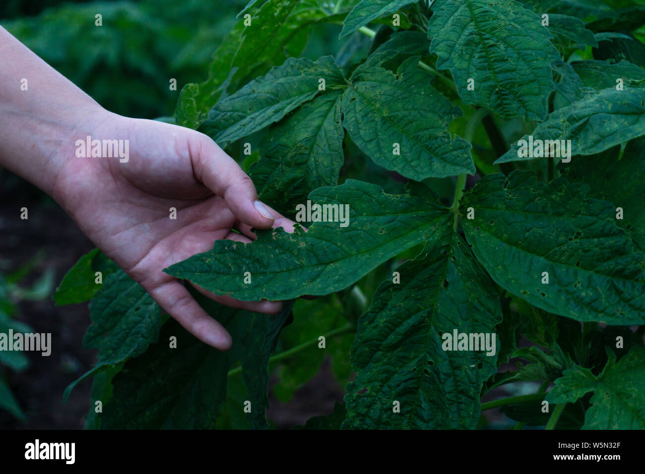 close up green sesame leaf growing in the tree white sesame tree ...