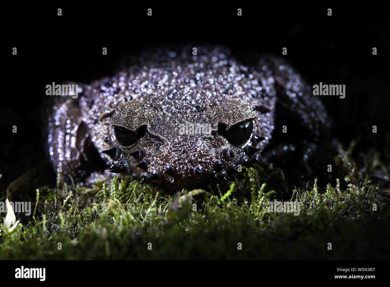 An amphibian of leptobrachium ailaonicum, variously known as the Ailao ...