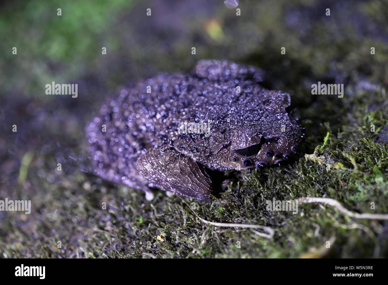 An amphibian of leptobrachium ailaonicum, variously known as the Ailao ...