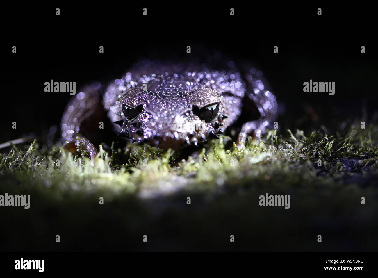 An amphibian of leptobrachium ailaonicum, variously known as the Ailao ...