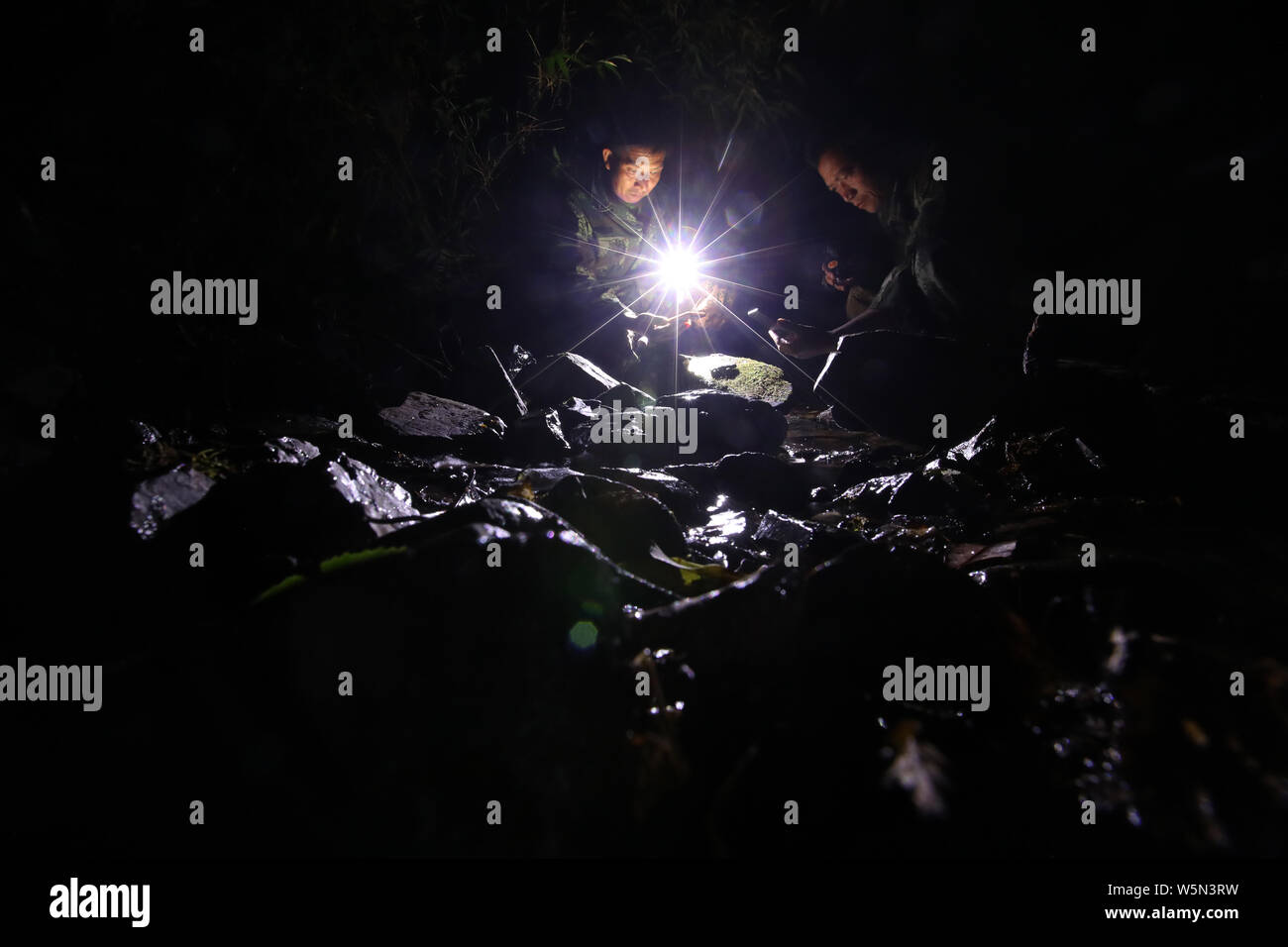 An amphibian of leptobrachium ailaonicum, variously known as the Ailao ...