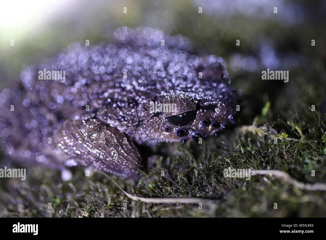 An amphibian of leptobrachium ailaonicum, variously known as the Ailao ...