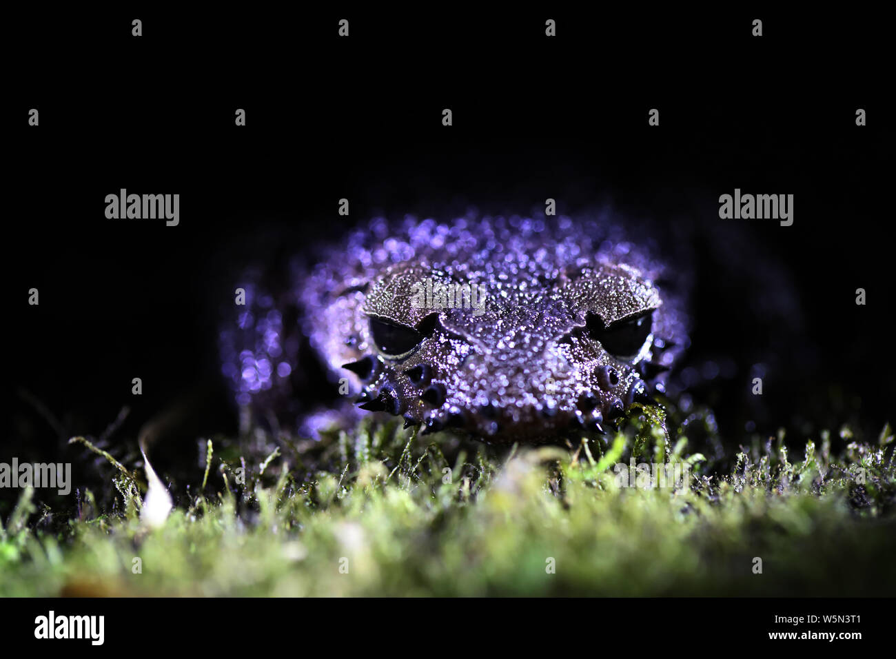 An amphibian of leptobrachium ailaonicum, variously known as the Ailao ...