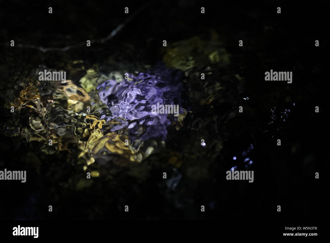 An amphibian of leptobrachium ailaonicum, variously known as the Ailao ...