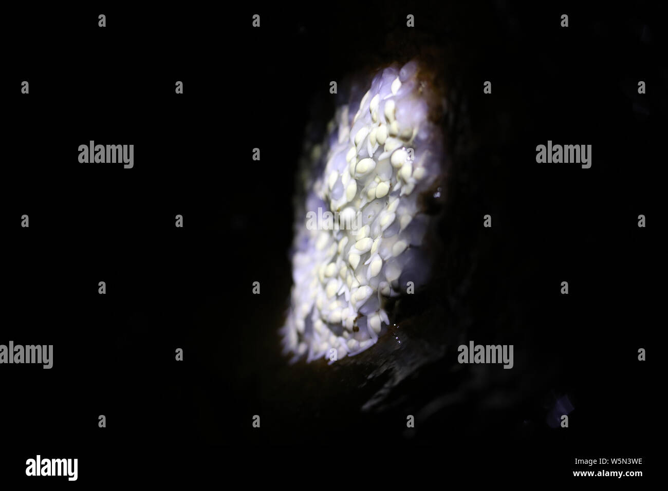 An amphibian of leptobrachium ailaonicum, variously known as the Ailao ...