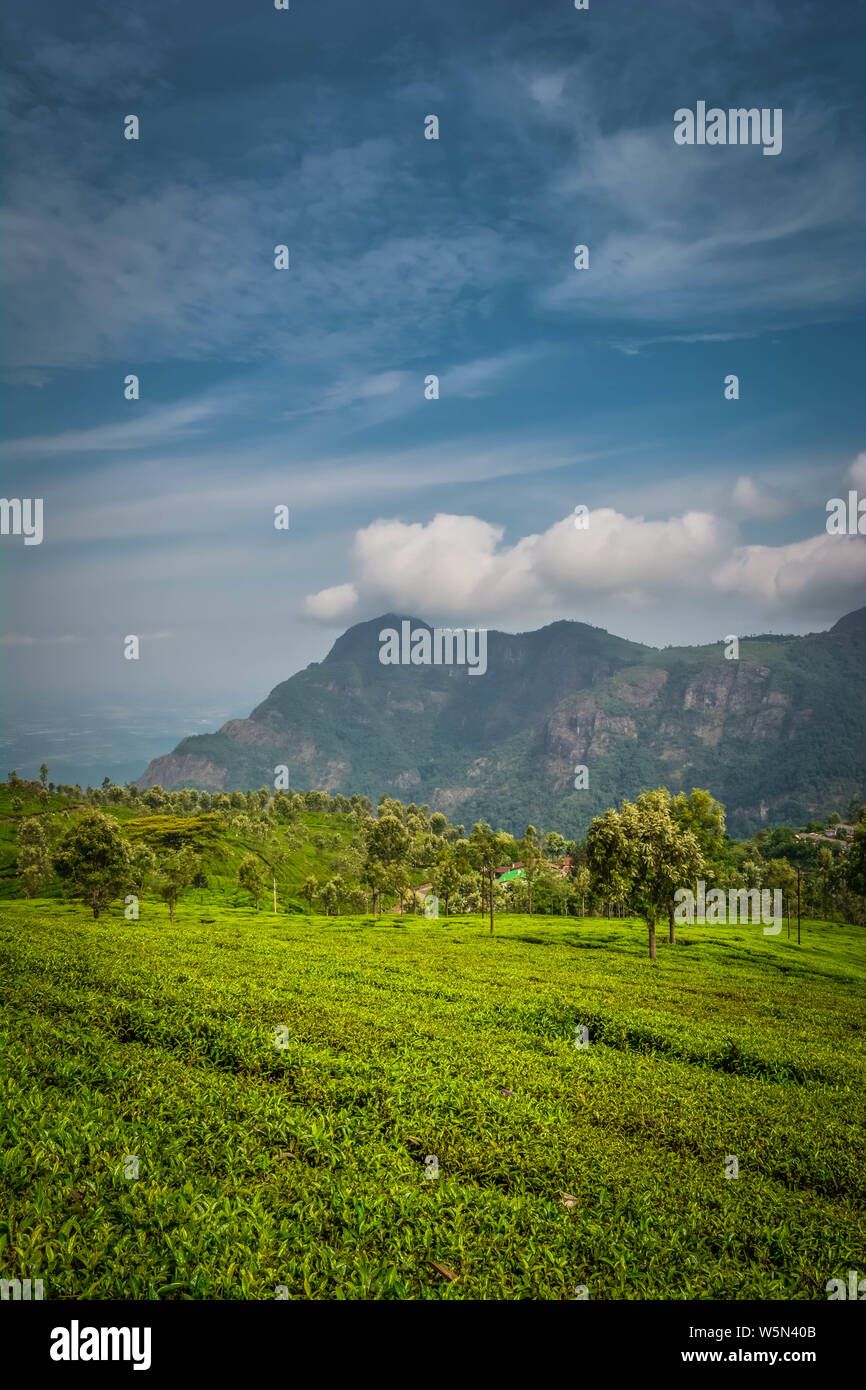 Beautiful Green Tea plantation, Munnar, India Stock Photo - Alamy