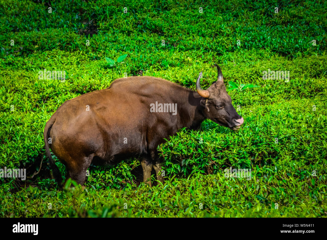 Indian Gaur At Tea Estate, Munnar, India Stock Photo - Alamy