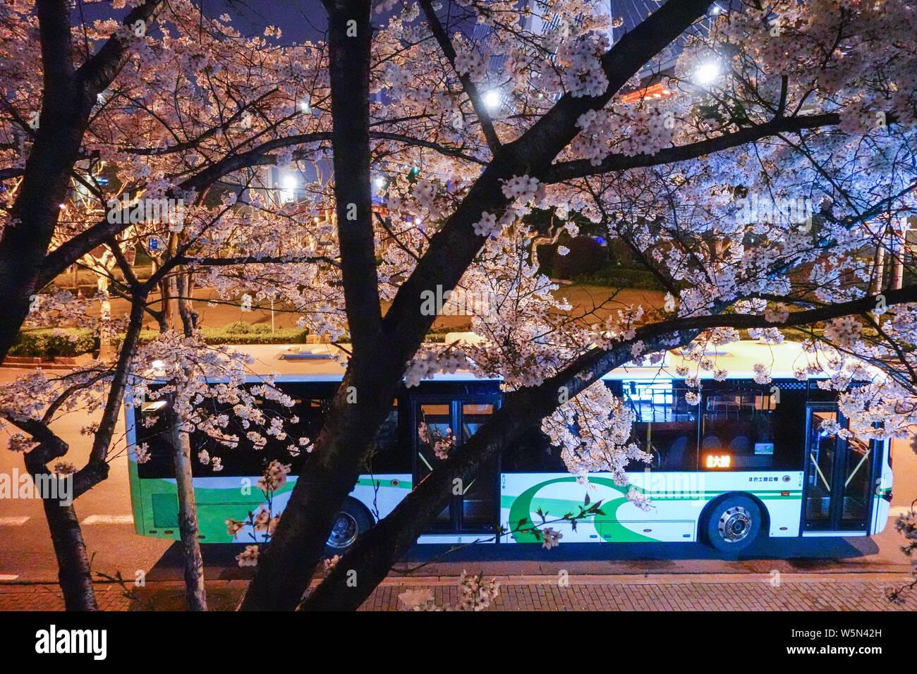 Buses are parked as cherry trees are in full blossoms at a bus stop ...