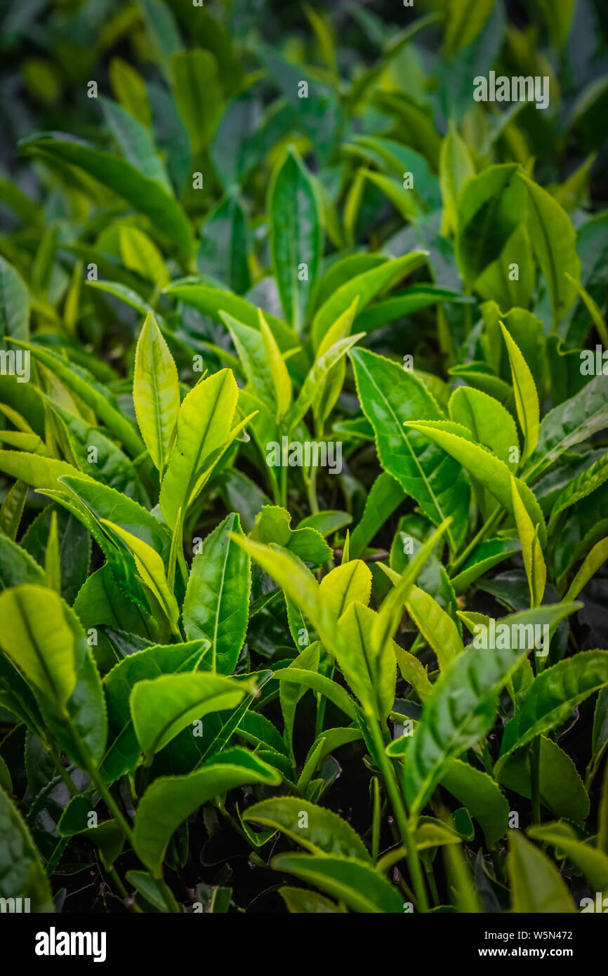 Eating tea leaves hi-res stock photography and images - Alamy